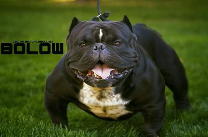 HoneyBear – H2 Bully Dynasty